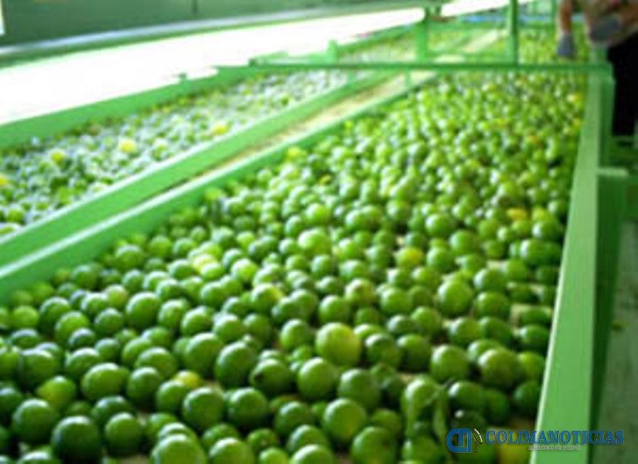 Halaga a productores alza en el precio del limón: Jorge Gaitán | Colima ...