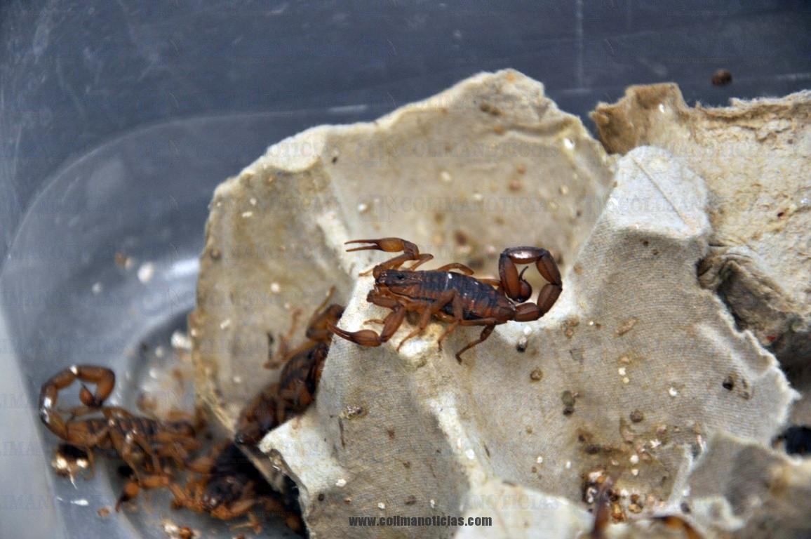 Podría veneno de alacrán colimense ayudar en tratamiento contra cáncer ...