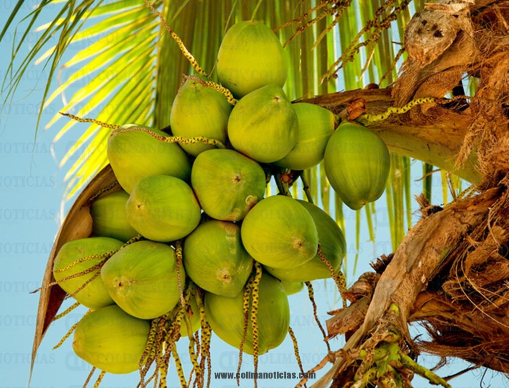 Lamentan productores de coco falta de apoyo para combatir plagas ...