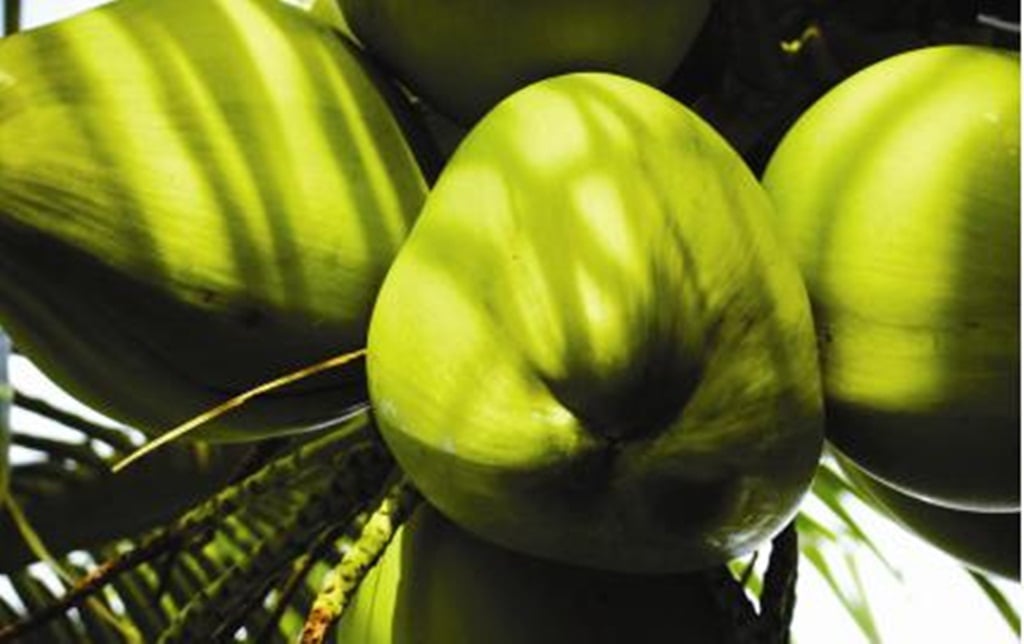 Baja la exportación de coco en el Estado: Salvador Bueno | Colima Noticias