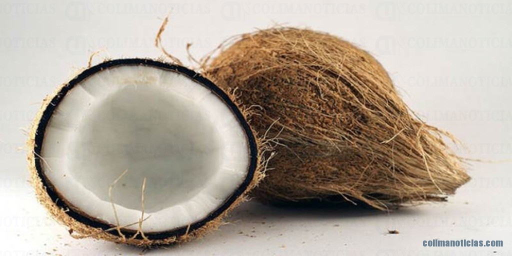 Investigadores de IPN utilizan desechos del coco para combatir la ...