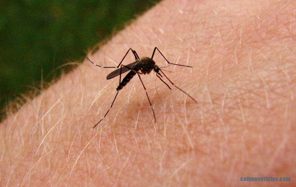 Mosco del dengue y chikungunya aumenta su territorio | Colima Noticias