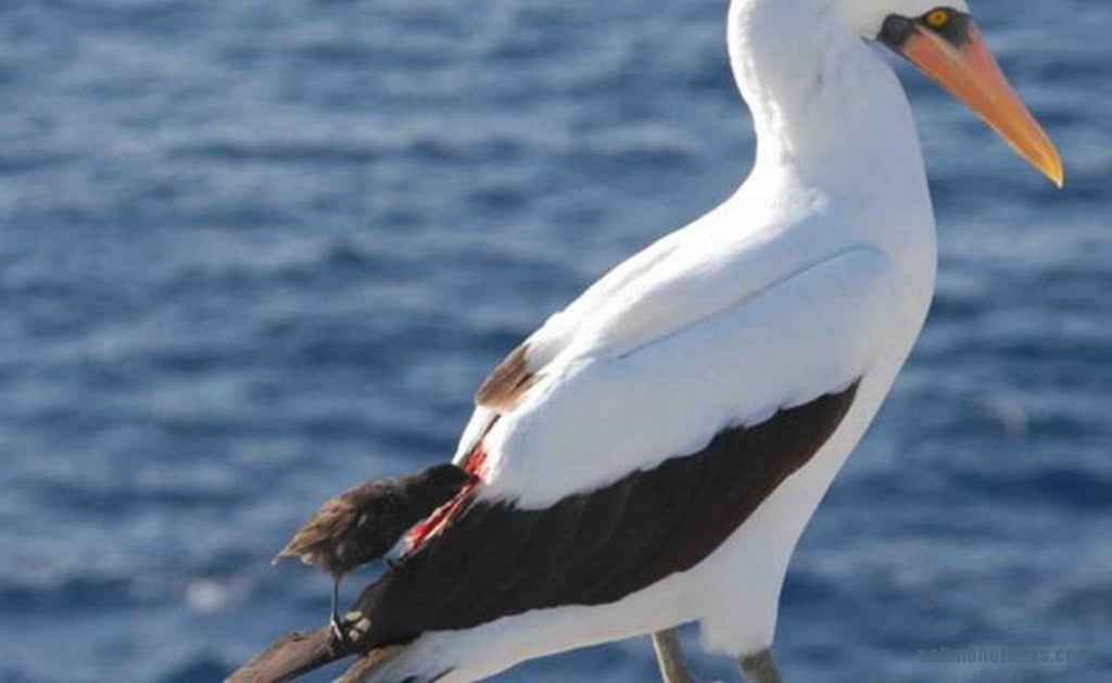 El pinzón vampiro intriga a la ciencia | Colima Noticias