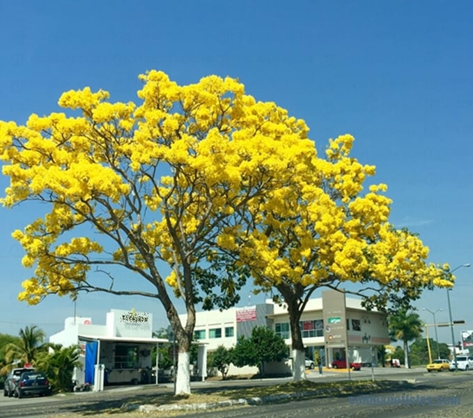 ¿Listo para darle la bienvenida a la Primavera? | Colima Noticias