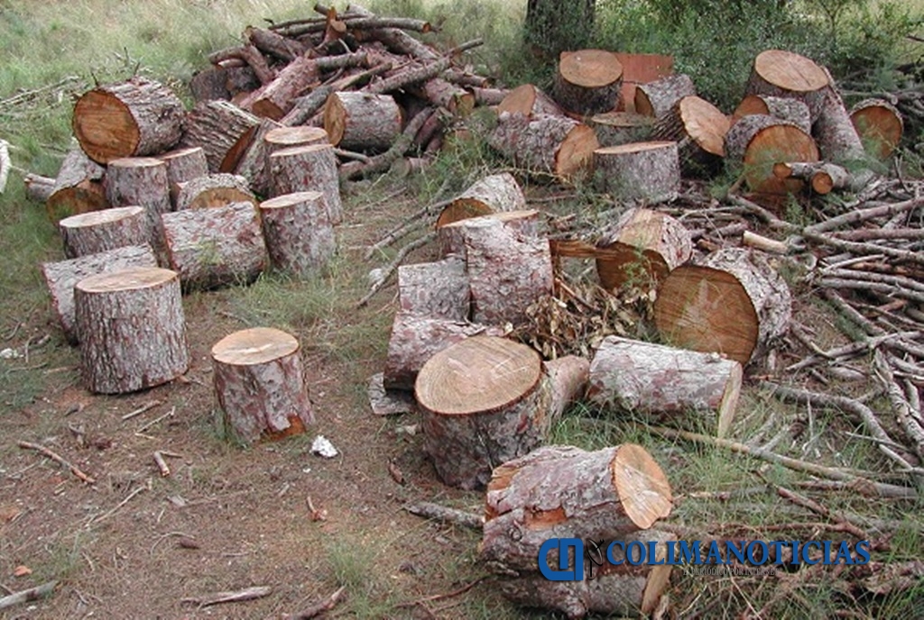 Denuncian tala inmoderada en Colima que provoca falta de lluvias ...
