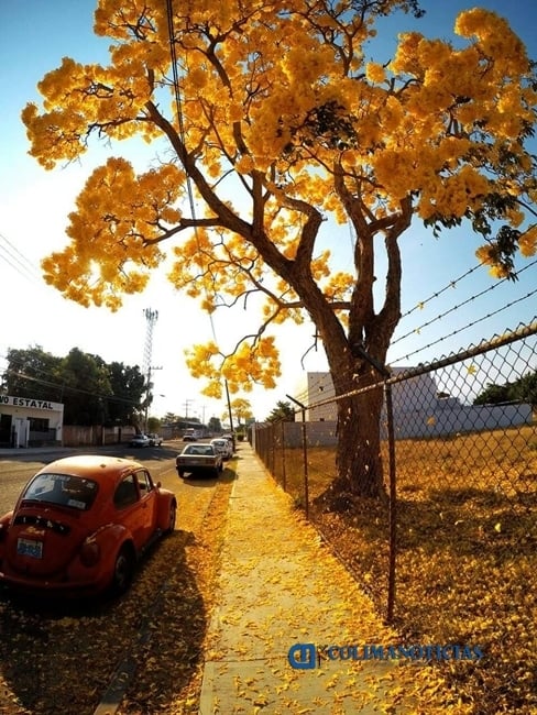 Premian a fotógrafa colimense por imagen de primavera | Colima Noticias