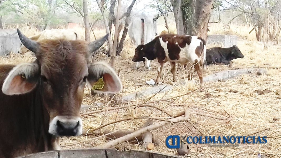 ganado | Colima Noticias
