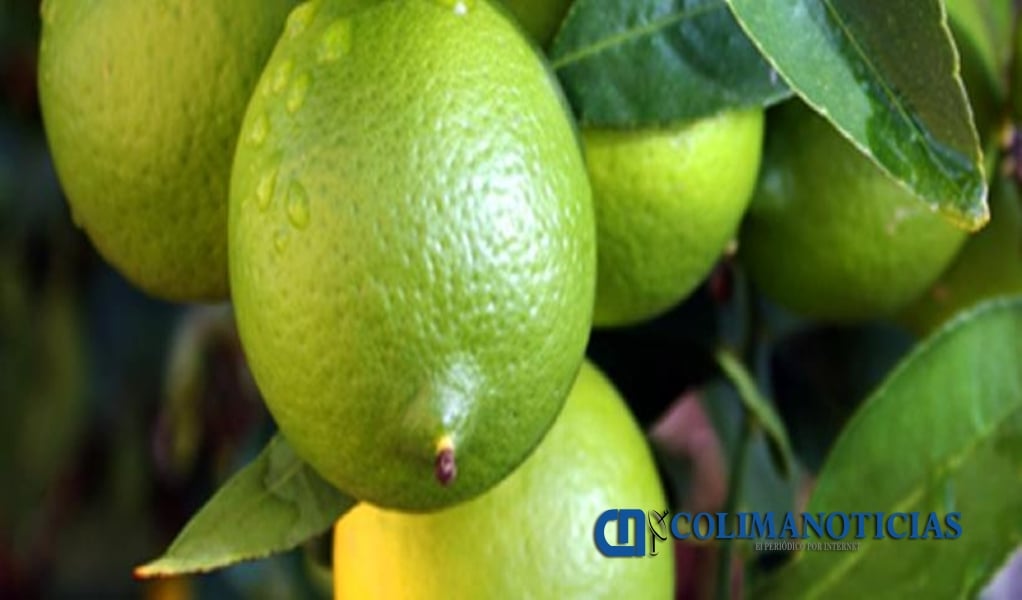 Benéficas las lluvias para la producción de limón: Oscar Ávalos ...
