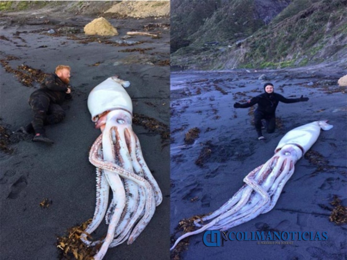Impresionante hallazgo de un calamar gigante en Nueva Zelanda | Colima ...