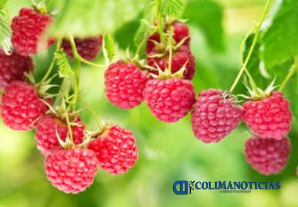 Un beneficio que te brindan las frambuesas rojas y que posiblemente ...