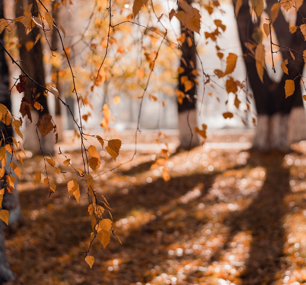El verano se despide y el otoño está listo para comenzar | Colima Noticias