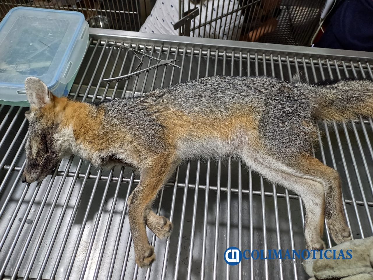 Pese a esfuerzos humanos muere zorra que era atendida por PC | Colima ...