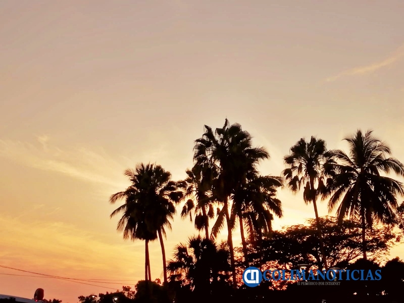 palmeras estado de colima | Colima Noticias