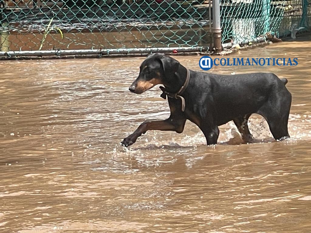 perrito en inundacion | Colima Noticias