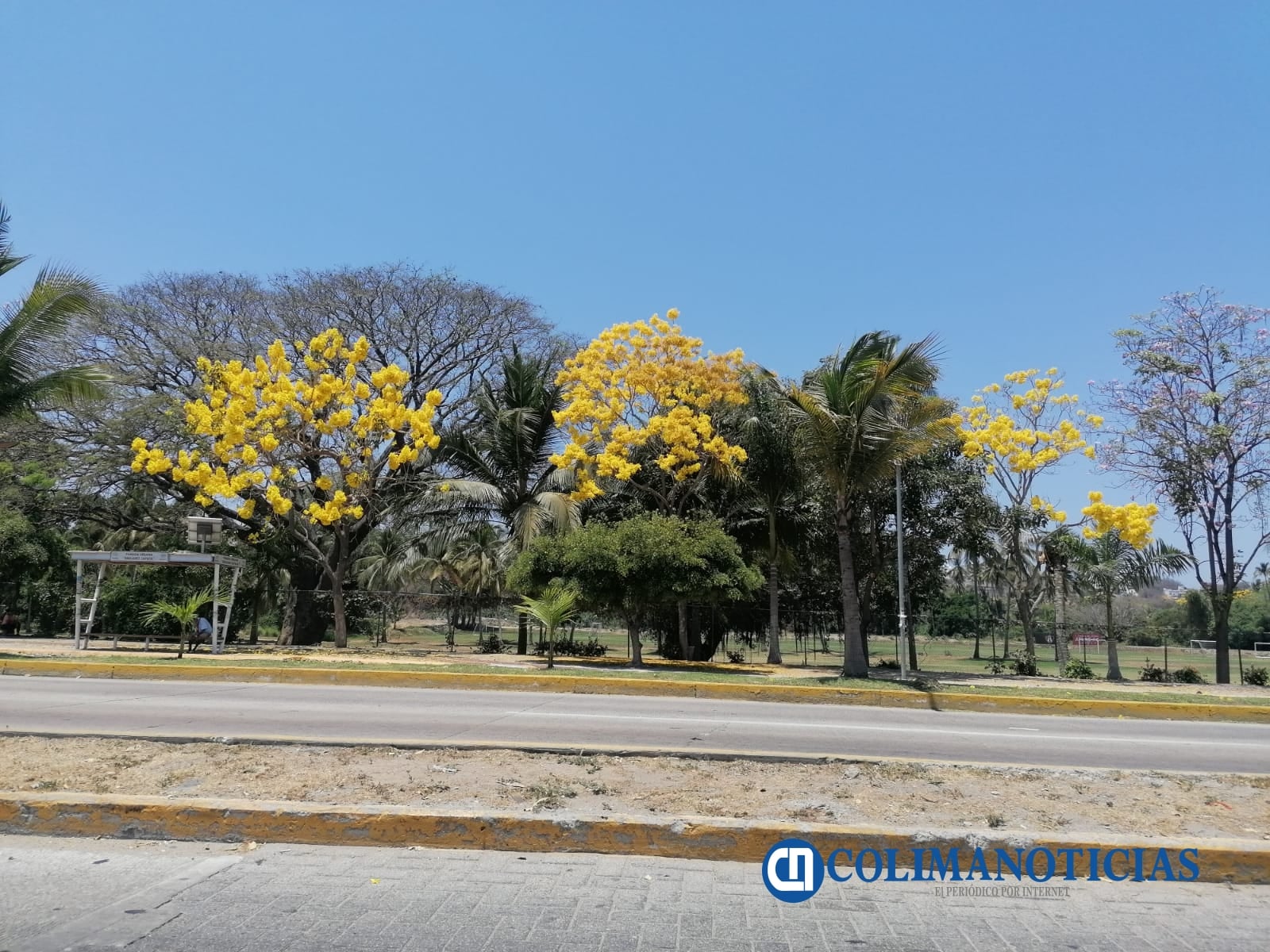 Florecen árboles de Primavera | Colima Noticias